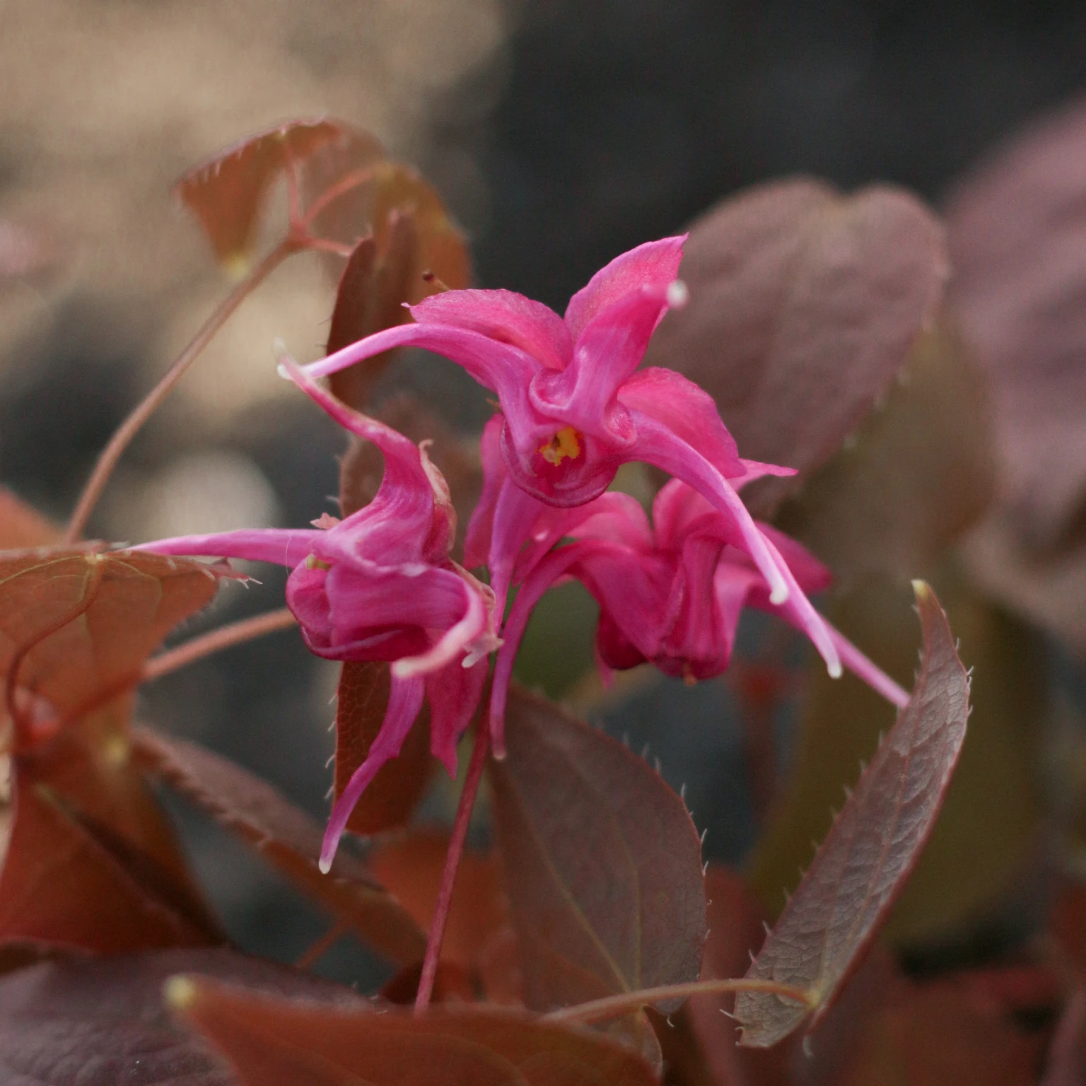 Epimedium grandiflorum 'Red Beauty' - Cowell's Garden Centre | Woolsington