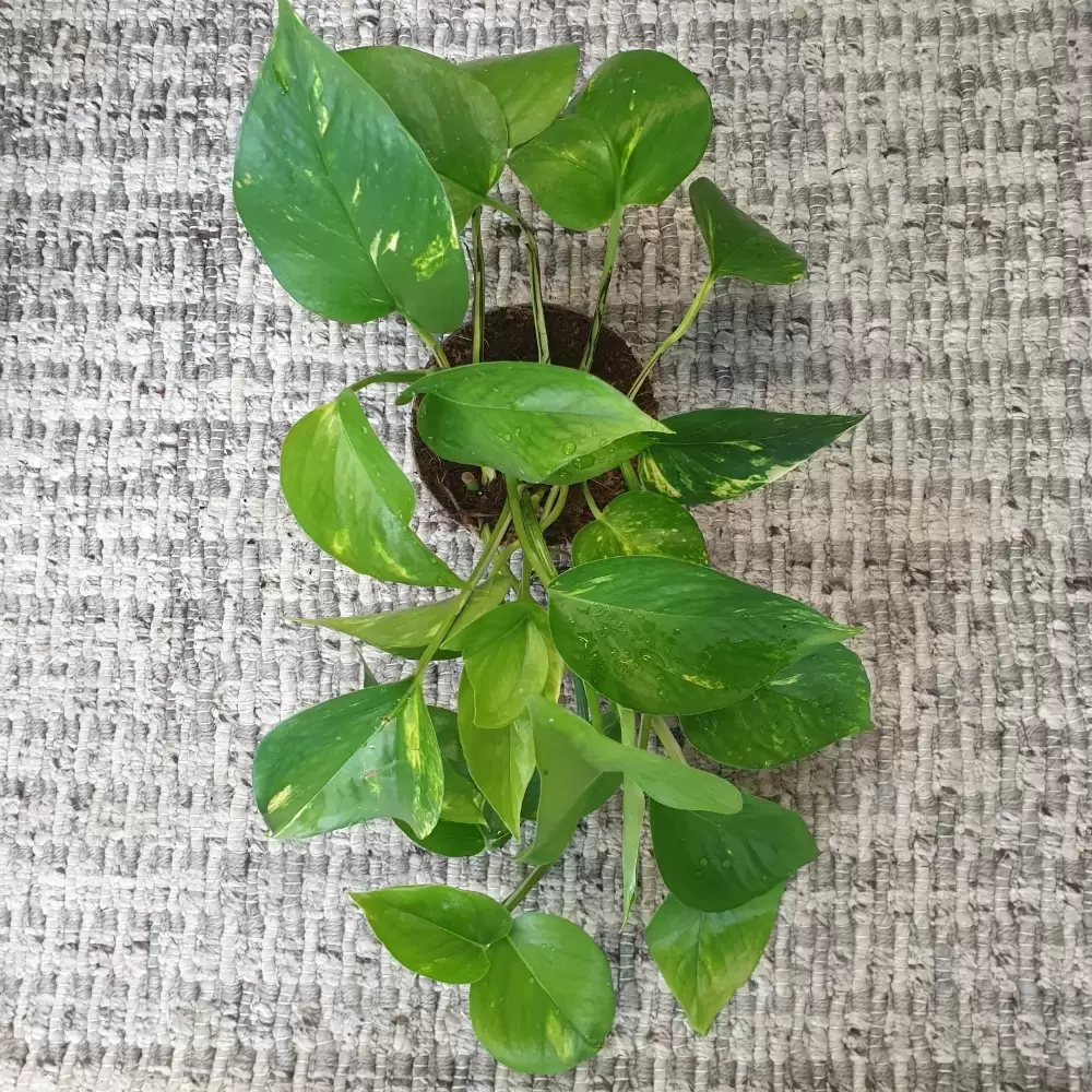 Epipremnum pinnatum aureum 12cm - Cowell's Garden Centre | Woolsington