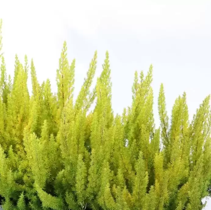 Erica arborea 'Albert's Gold' 10.5cm - Cowell's Garden Centre | Woolsington