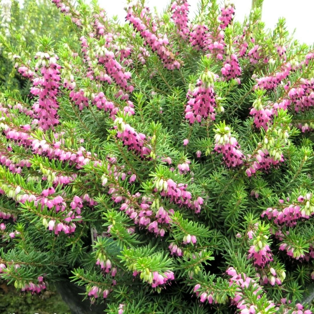 Erica x darleyensis 'Eva Gold' 1L - Cowell's Garden Centre | Woolsington