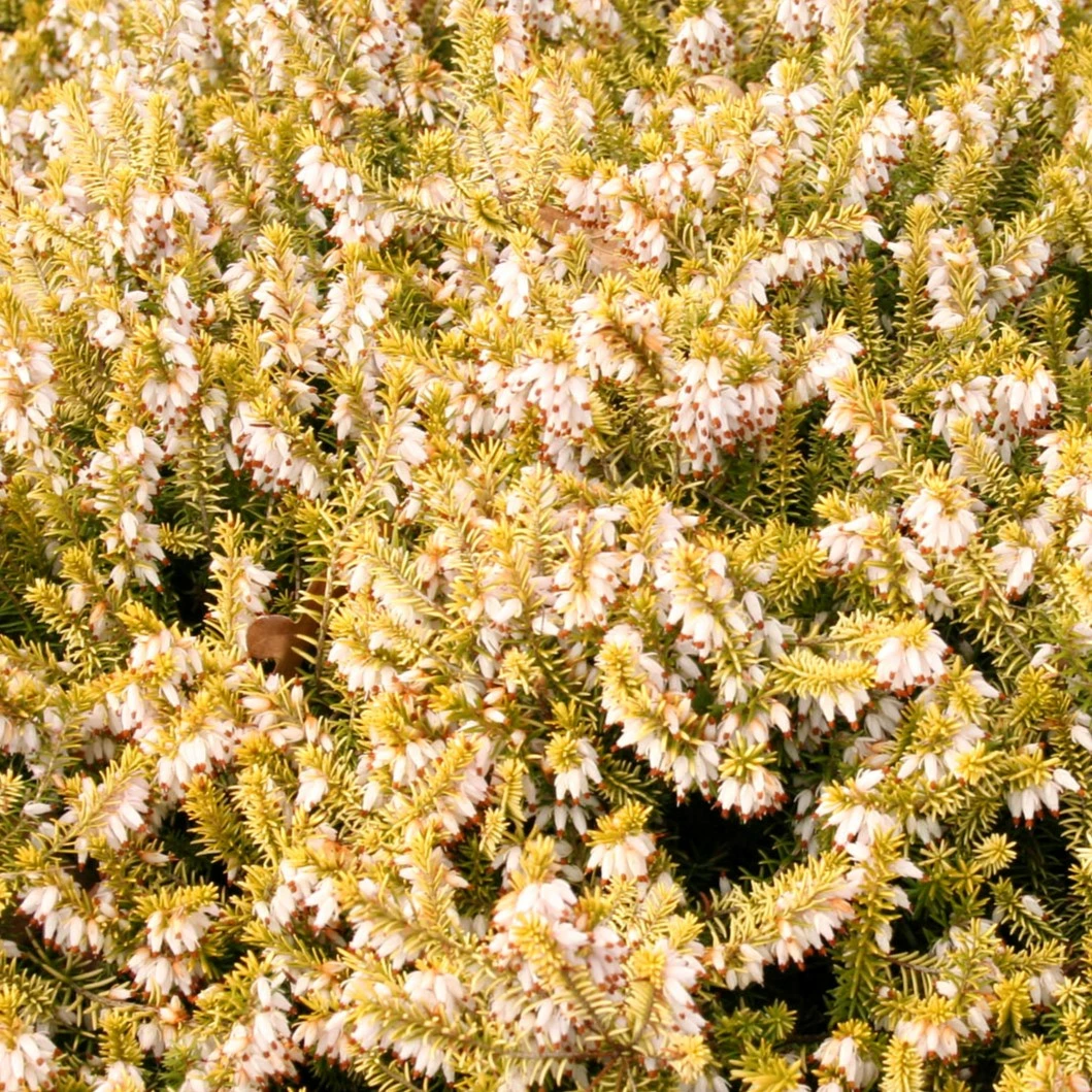 Erica carnea 'Golden Starlet' 1L - Cowell's Garden Centre | Woolsington