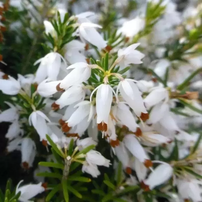 Erica carnea f. alba 'Isabell' 9cm - Cowell's Garden Centre | Woolsington