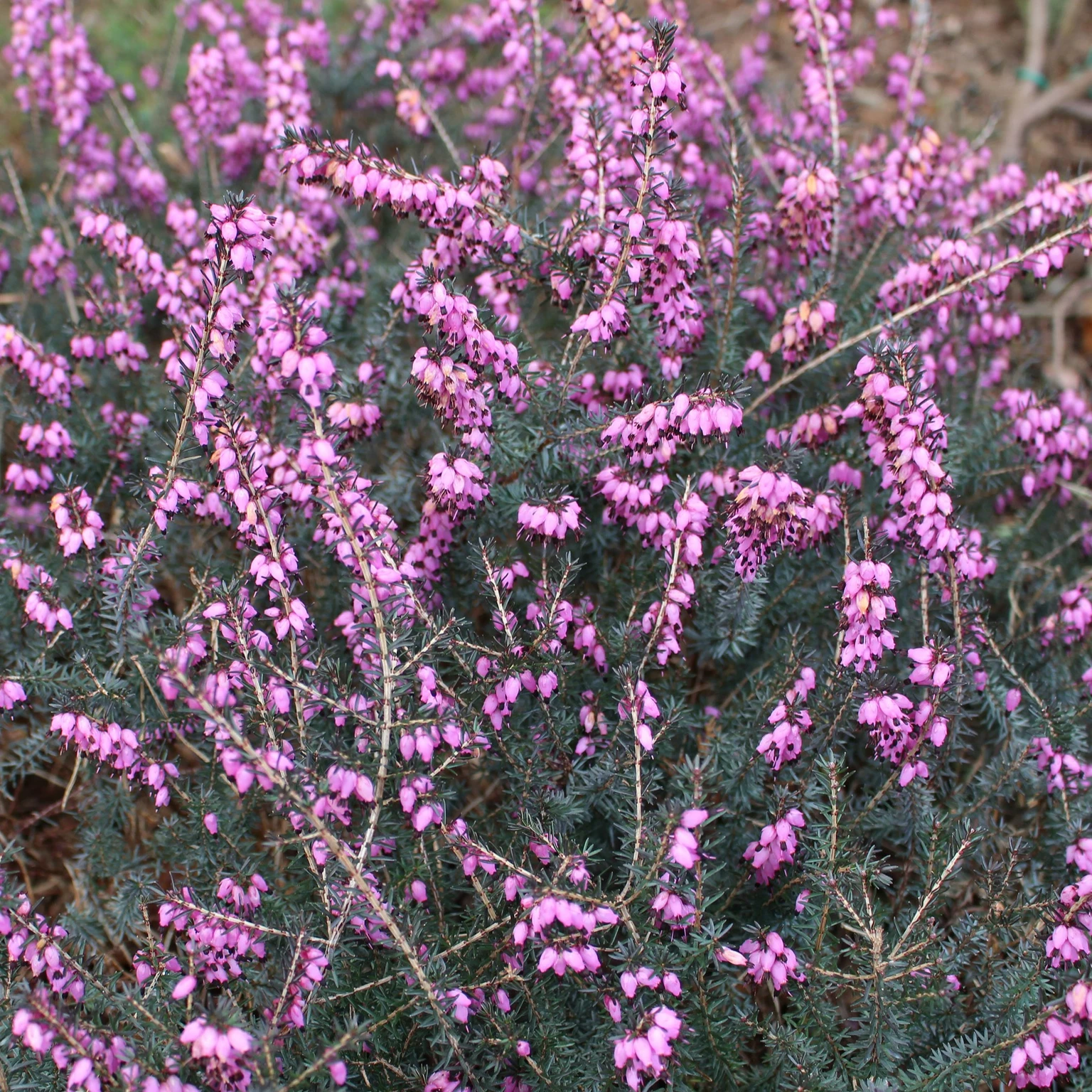 Erica x darleyensis 'Lena' 1L - Cowell's Garden Centre | Woolsington