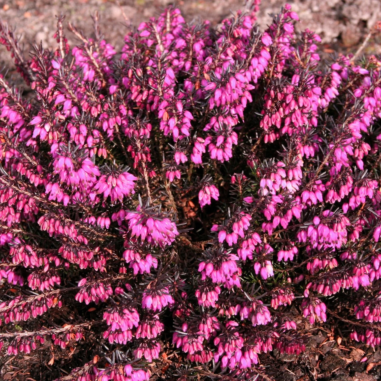 Erica carnea 'Wintersonne' 9cm - Cowell's Garden Centre | Woolsington