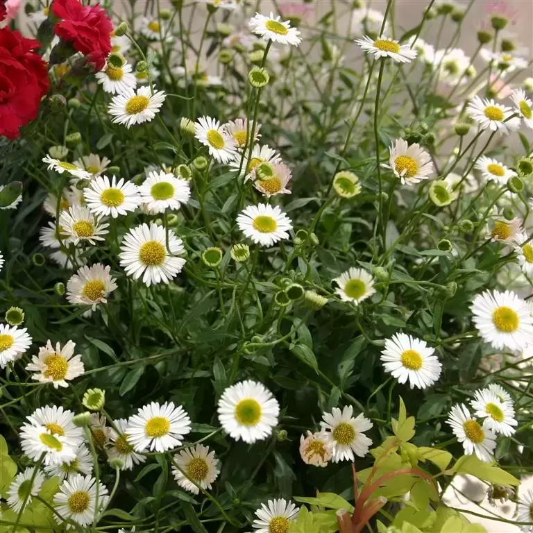 Erigeron karvinskianus 'Sea of Blossom' 1L - Cowell's Garden Centre ...