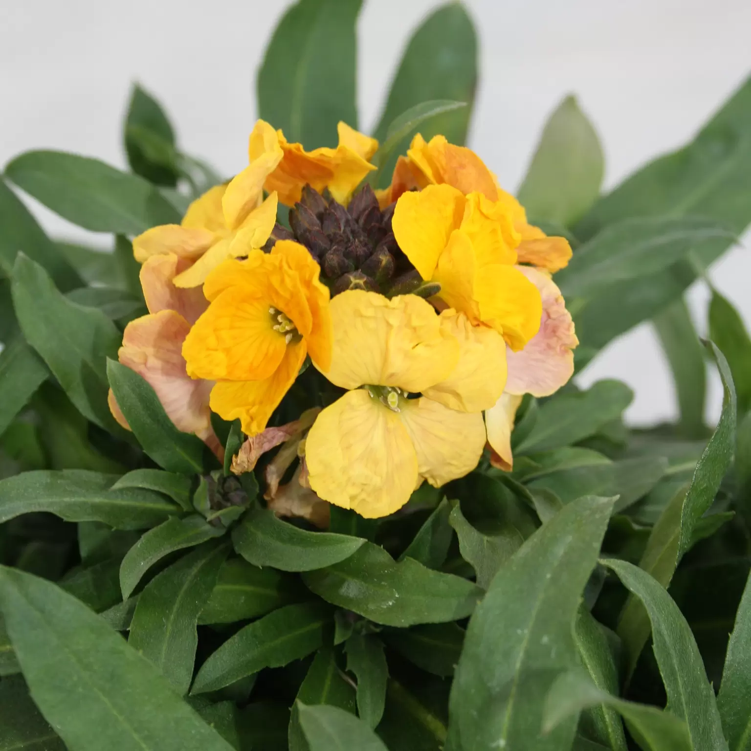 Erysimum 'Leya Yellow' - Cowell's Garden Centre | Woolsington