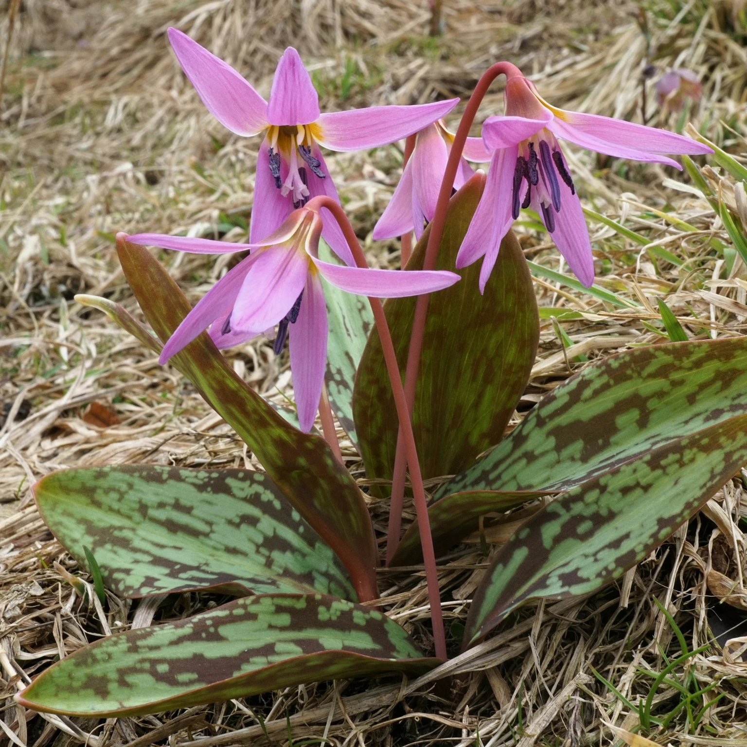 Erythronium dens-canis - Cowell's Garden Centre | Woolsington