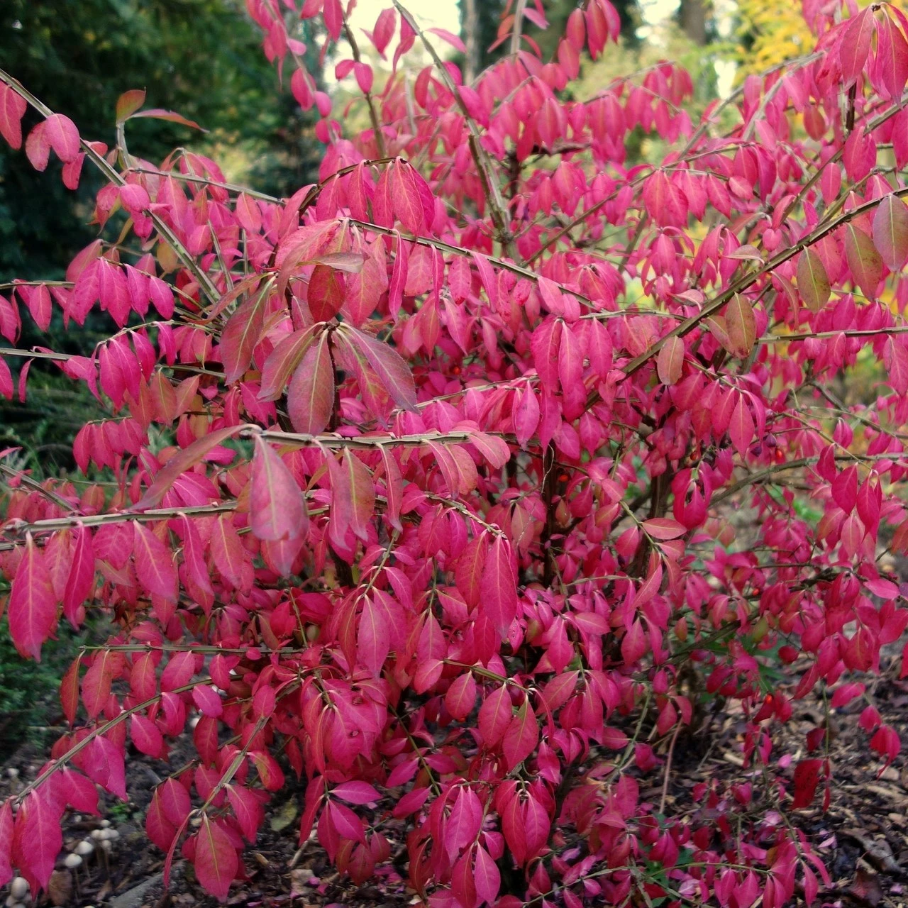 Euonymus alatus 3L - Cowell's Garden Centre | Woolsington