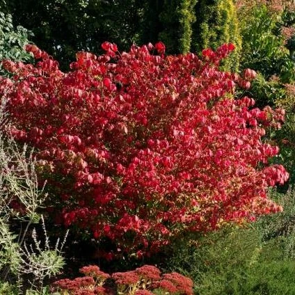 Euonymus alatus 'Compactus' 4.6L - Cowell's Garden Centre | Woolsington