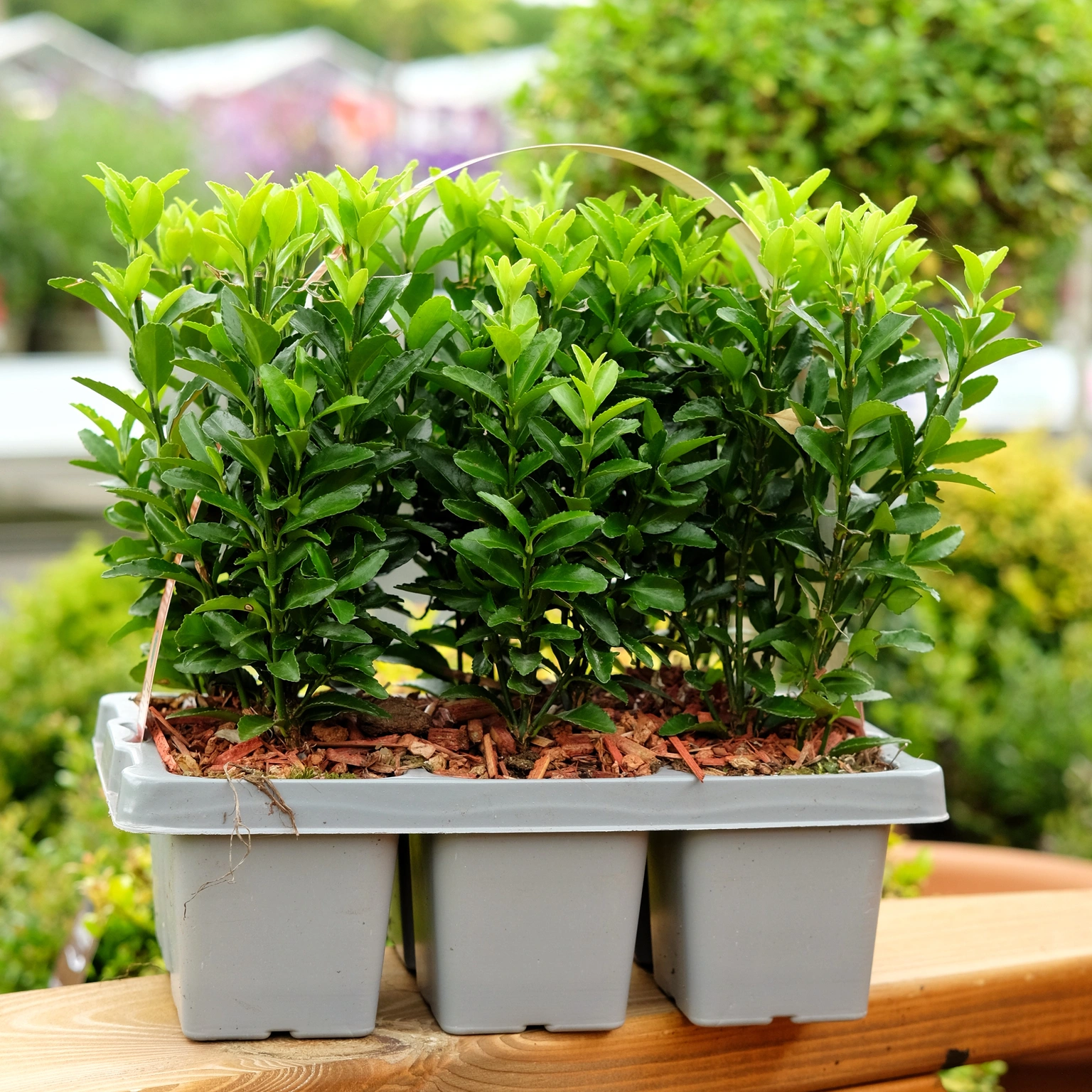 Euonymus japonicus 'Green Spire' 6 Pack - Cowell's Garden Centre ...