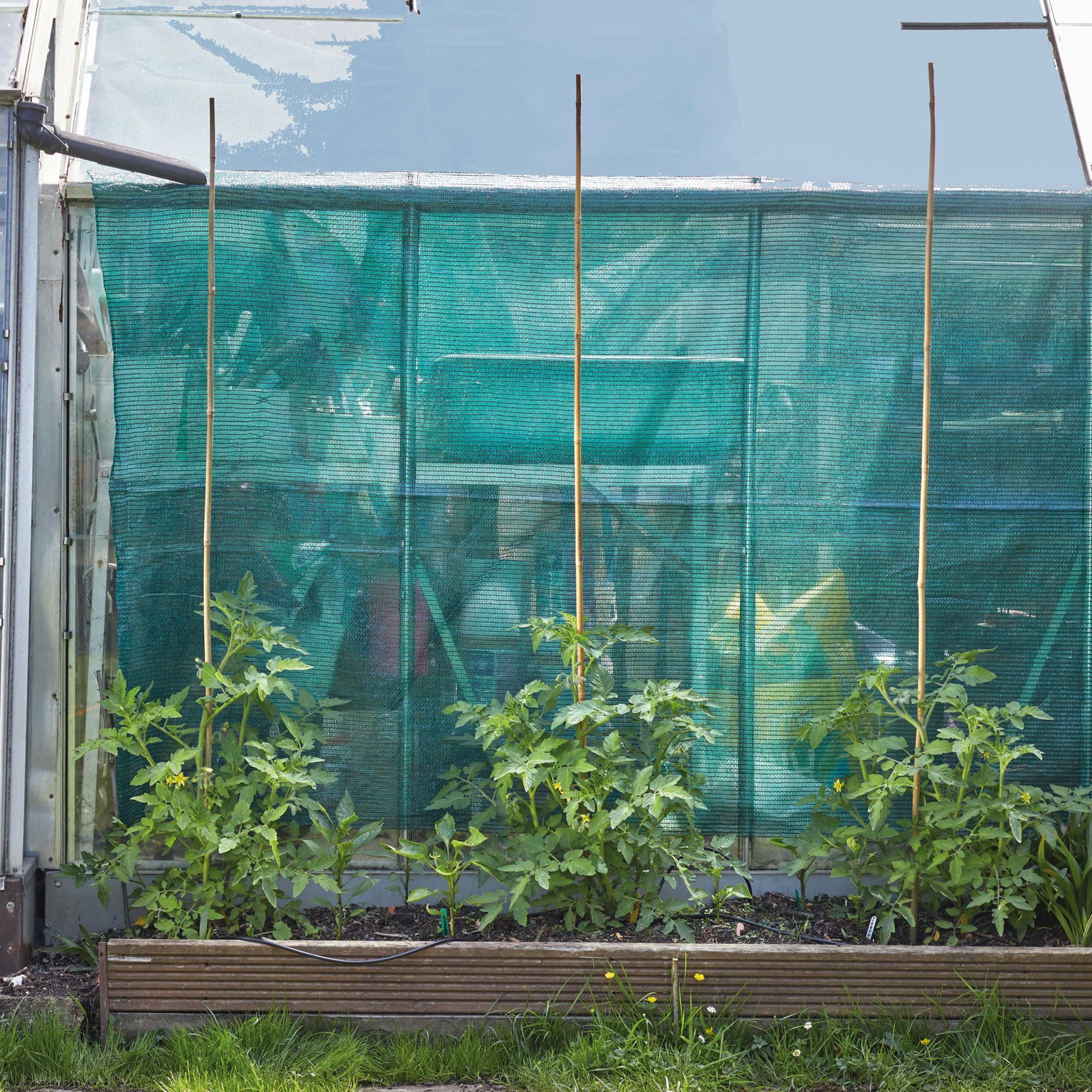 Extra Thick Bamboo Cane Bundle - 210cm - Cowell's Garden Centre ...