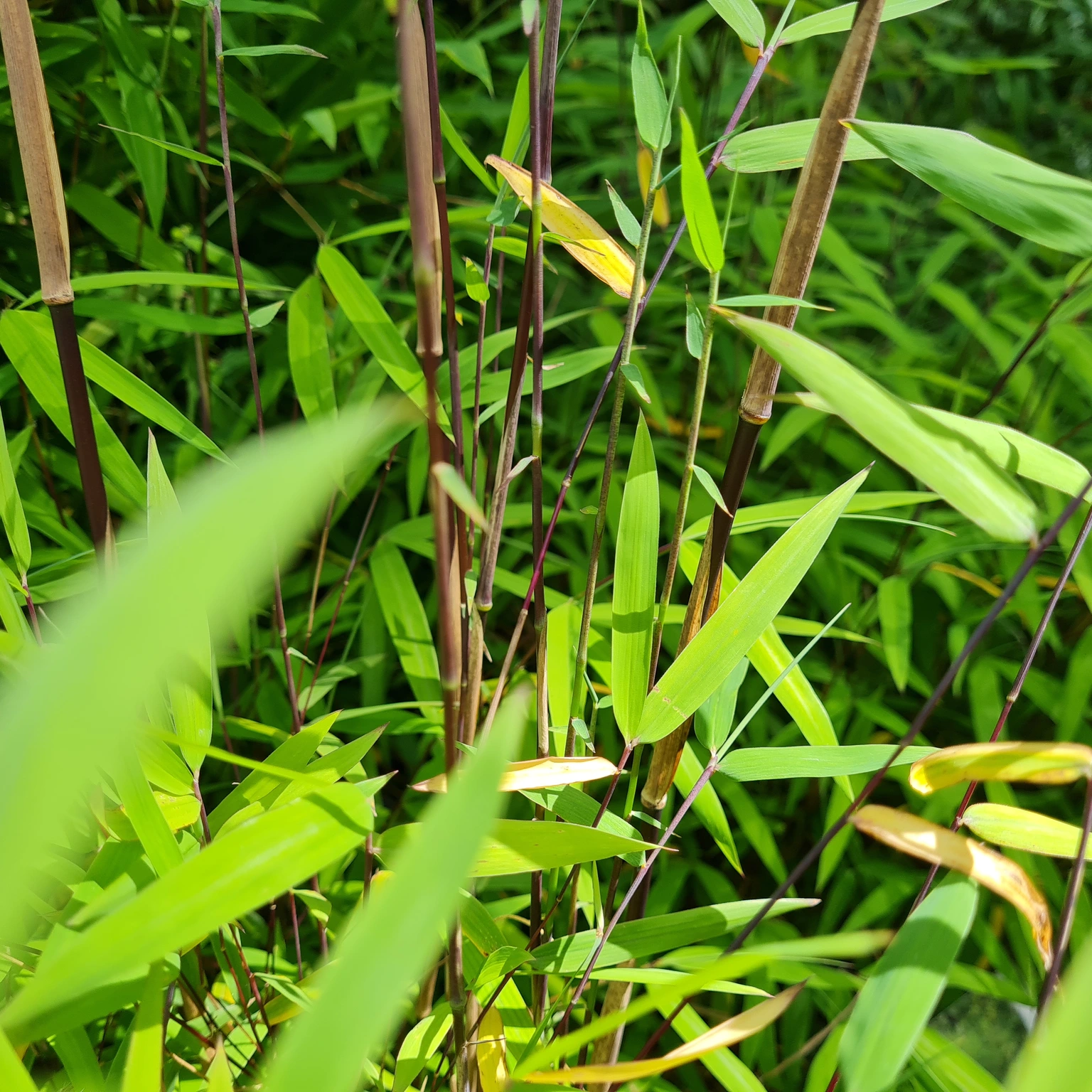 Fargesia jiuzhaigou 'Deep Purple' - Cowell's Garden Centre | Woolsington