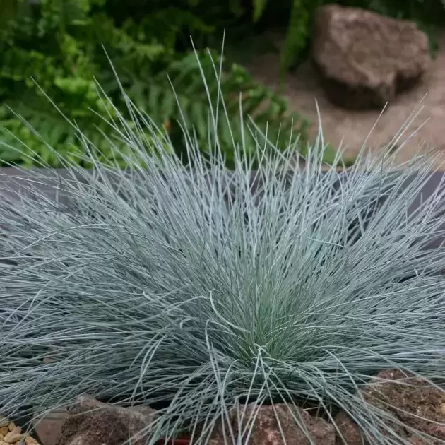 Festuca glauca 'Intense Blue' 2L - Cowell's Garden Centre | Woolsington