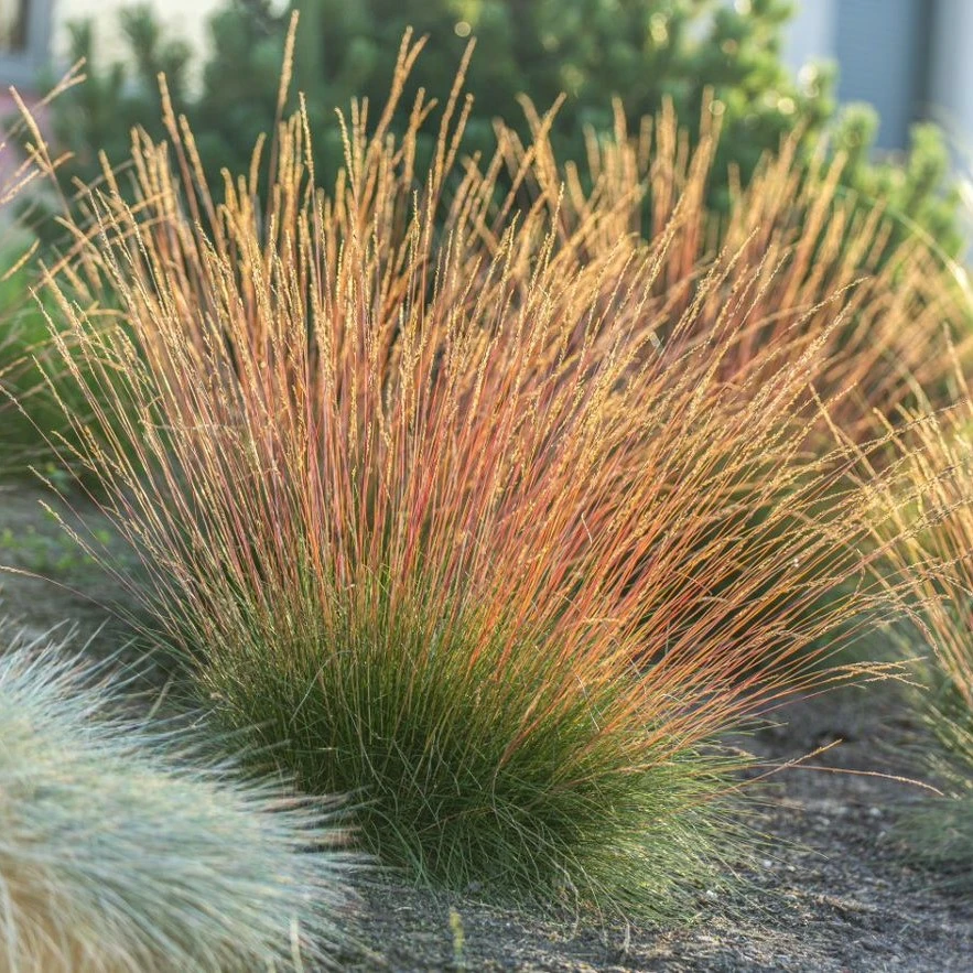 Festuca 'Sunrise' 2L - Cowell's Garden Centre | Woolsington