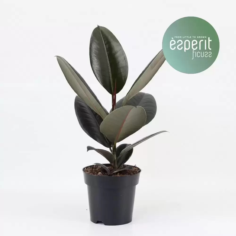 Ficus elastica 'Abidjan' 11cm - Cowell's Garden Centre | Woolsington