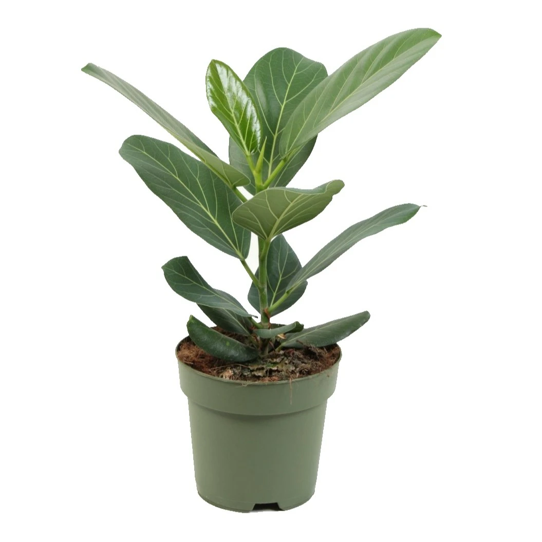 Ficus benghalensis 'Audrey' 17cm - Cowell's Garden Centre | Woolsington