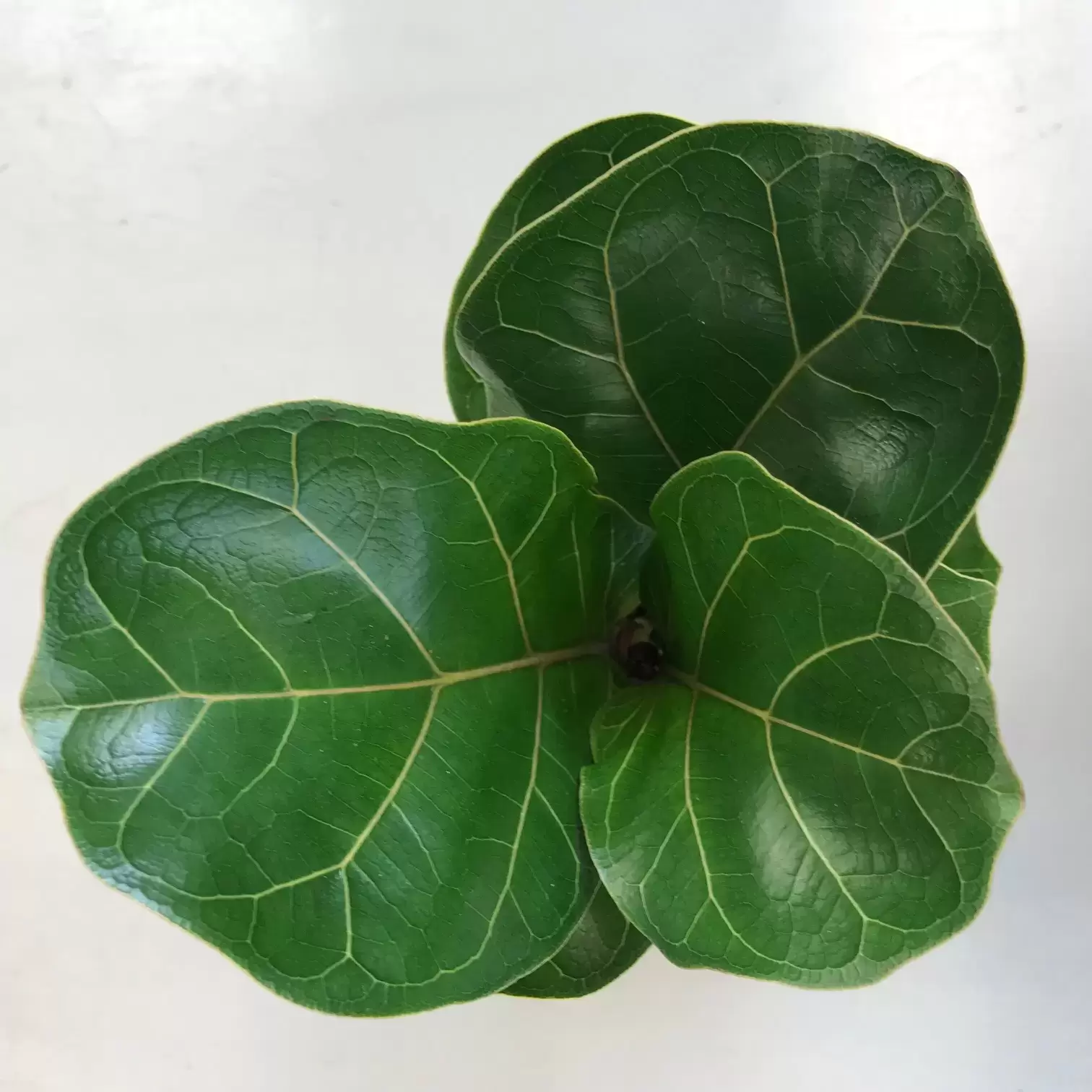 Ficus lyrata 'Bambino' 12cm - Cowell's Garden Centre | Woolsington