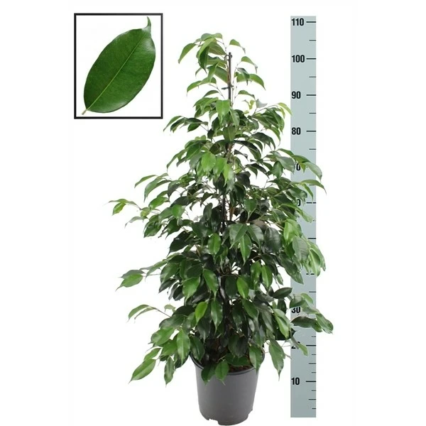 Ficus benjamina 'Danielle' 21cm - Cowell's Garden Centre | Woolsington