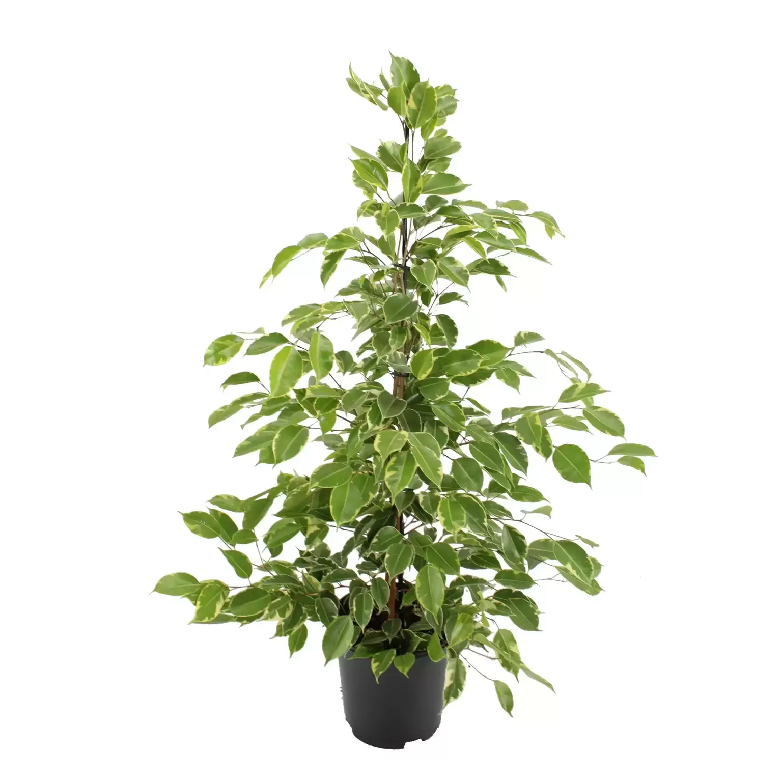 Ficus benjamina 'Golden King' 21cm - Cowell's Garden Centre | Woolsington