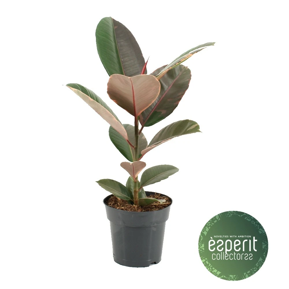 Ficus elastica 'Pink Camouflage' - Cowell's Garden Centre | Woolsington