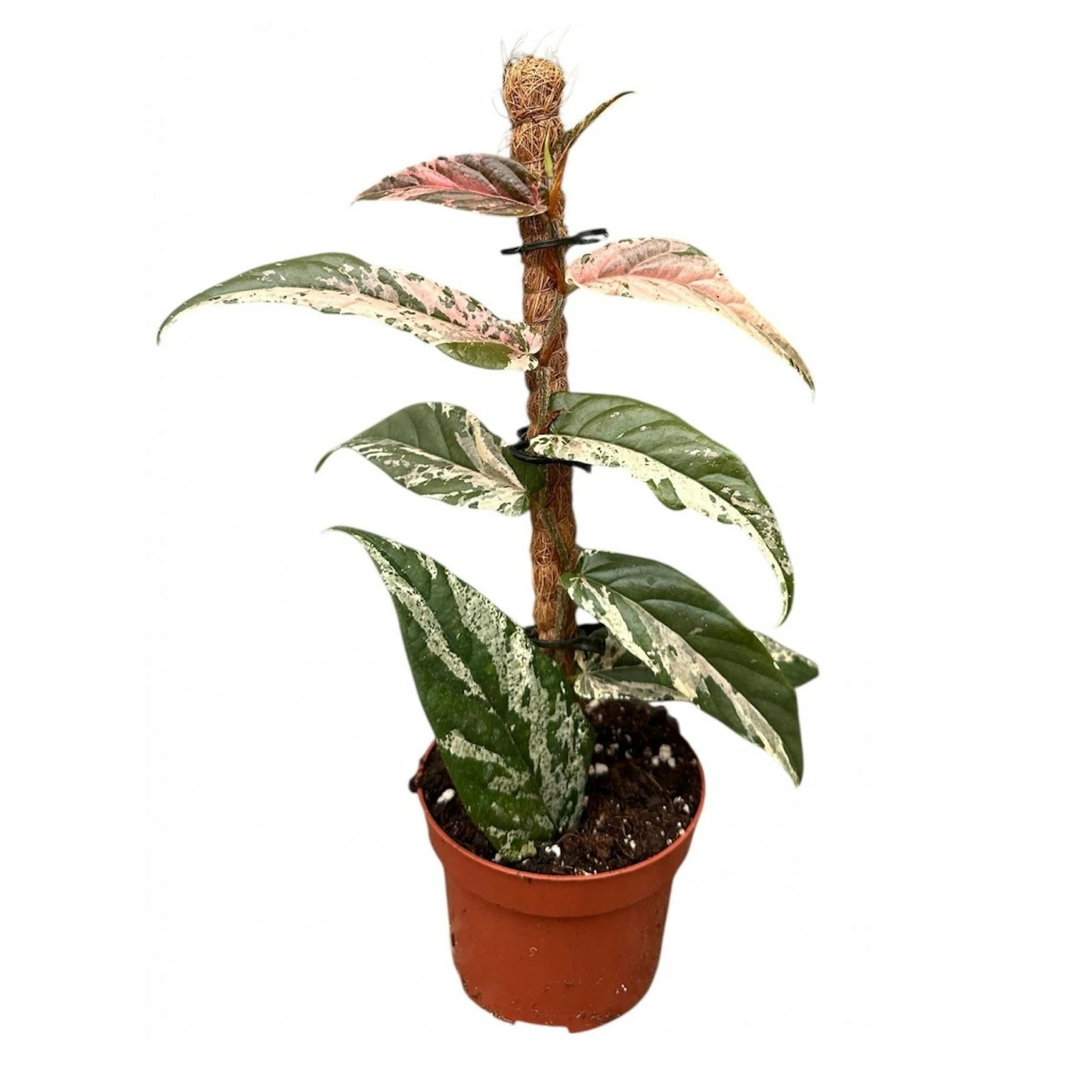 Ficus sagittata 'Pink Variegata' - Cowell's Garden Centre | Woolsington