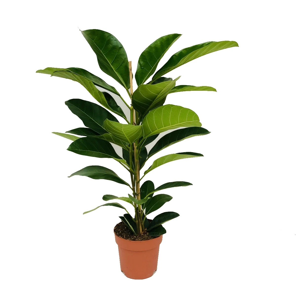 Ficus benghalensis 'Roy' - Cowell's Garden Centre | Woolsington