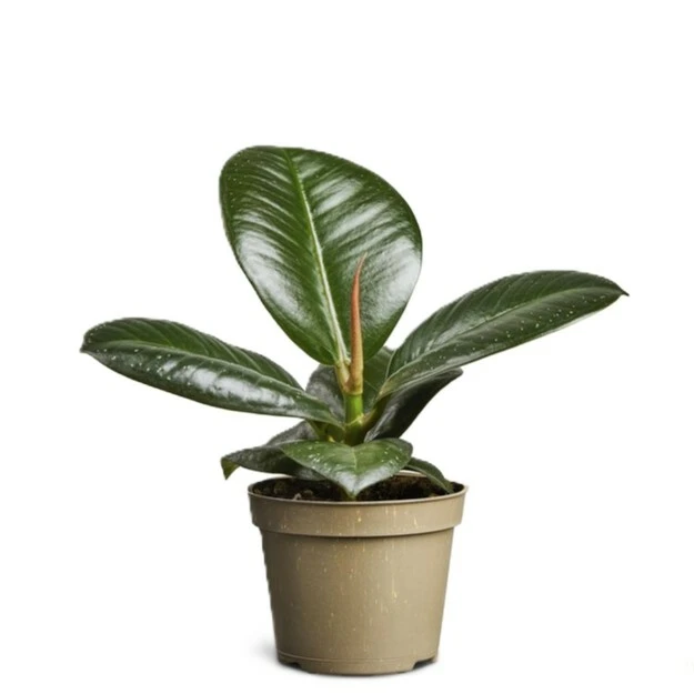 Ficus elastica 'Sofia' 6cm - Cowell's Garden Centre | Woolsington