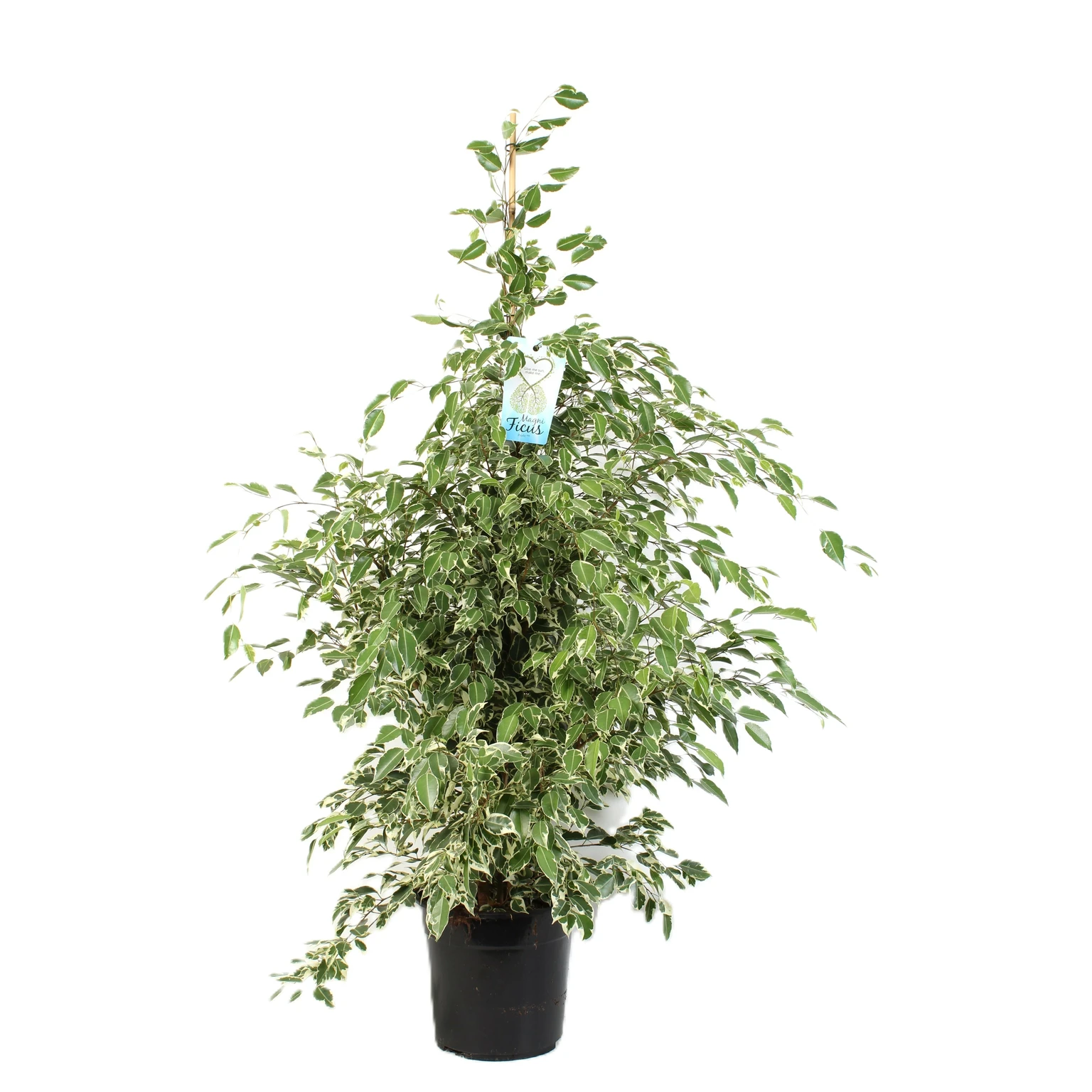 Ficus benjamina 'Starlight' - Cowell's Garden Centre | Woolsington