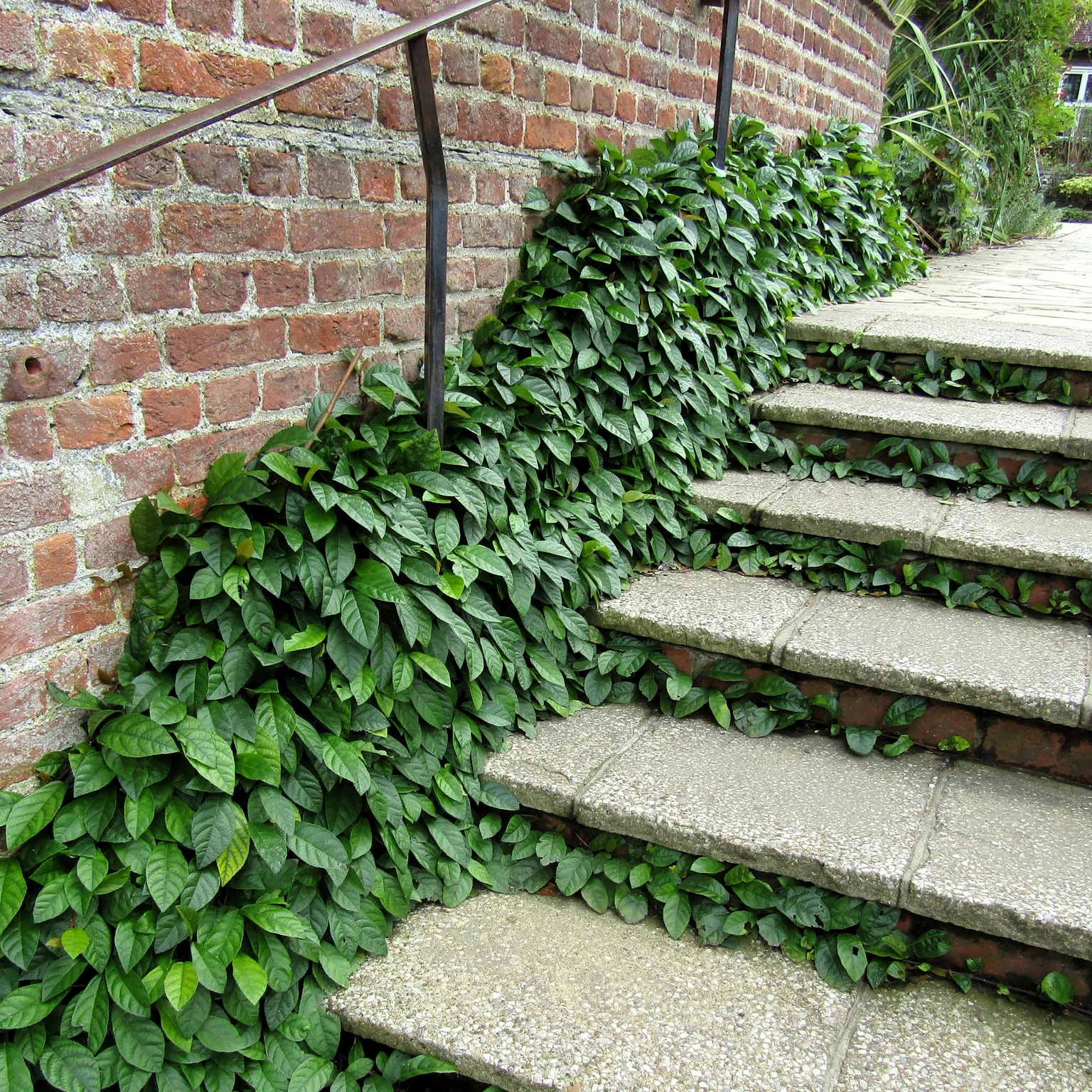 Ficus tikoua - Cowell's Garden Centre | Woolsington
