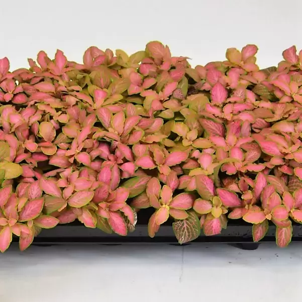 Fittonia 'Pink Ruby Lime' 8.5cm - Cowell's Garden Centre | Woolsington