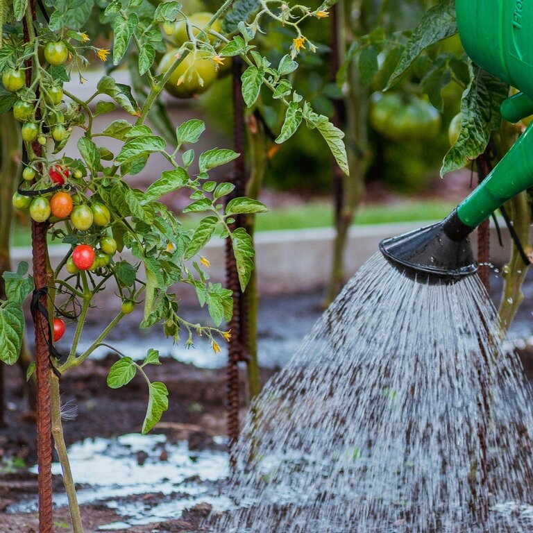 Fruit & Vegetable Feed - Cowell's Garden Centre | Woolsington