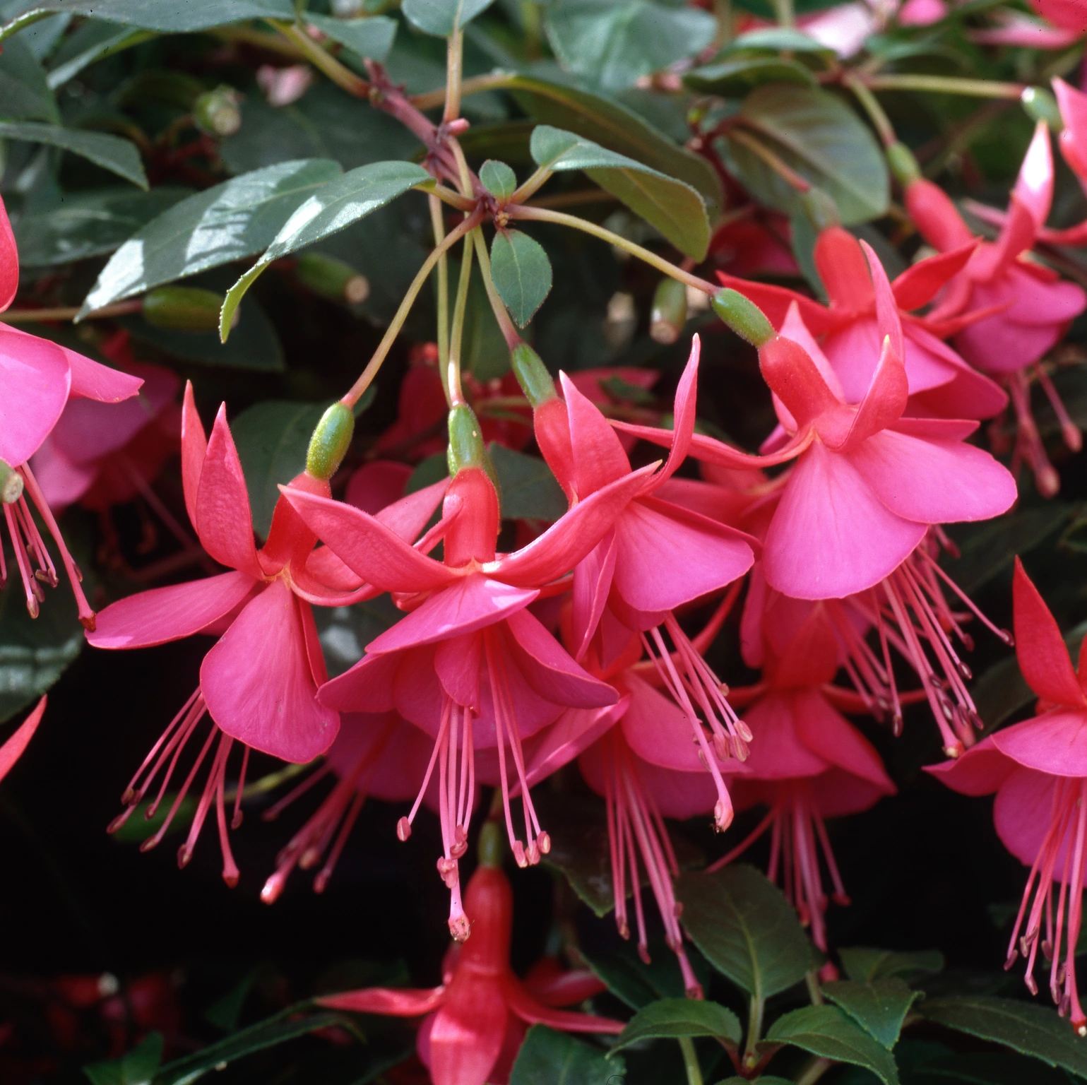 Fuchsia 'Display' 3L - Cowell's Garden Centre | Woolsington