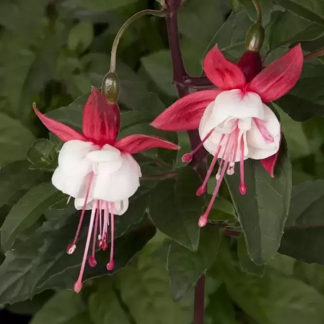Fuchsia 'Snowcap' 10.5cm - Cowell's Garden Centre | Woolsington