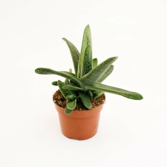 Gasteria 'Little Worthy' 8.5cm - Cowell's Garden Centre | Woolsington