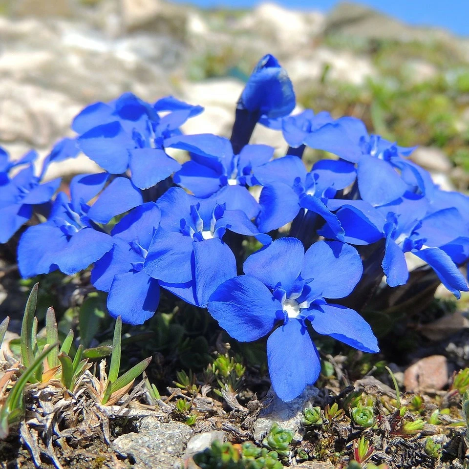 Gentiana verna 'Angulosa' - Cowell's Garden Centre | Woolsington