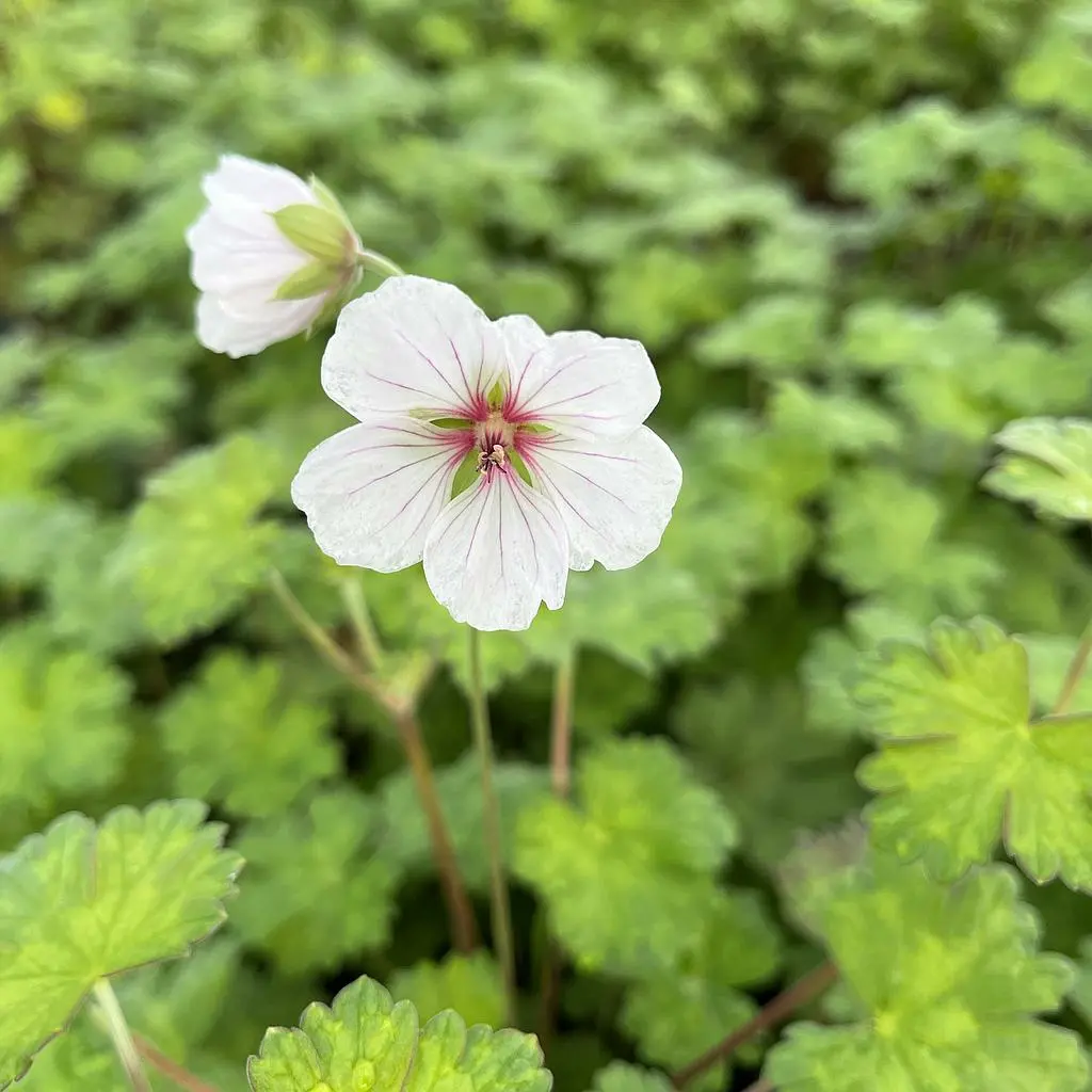 Geranium 'Coombland White' 3L - Cowell's Garden Centre | Woolsington