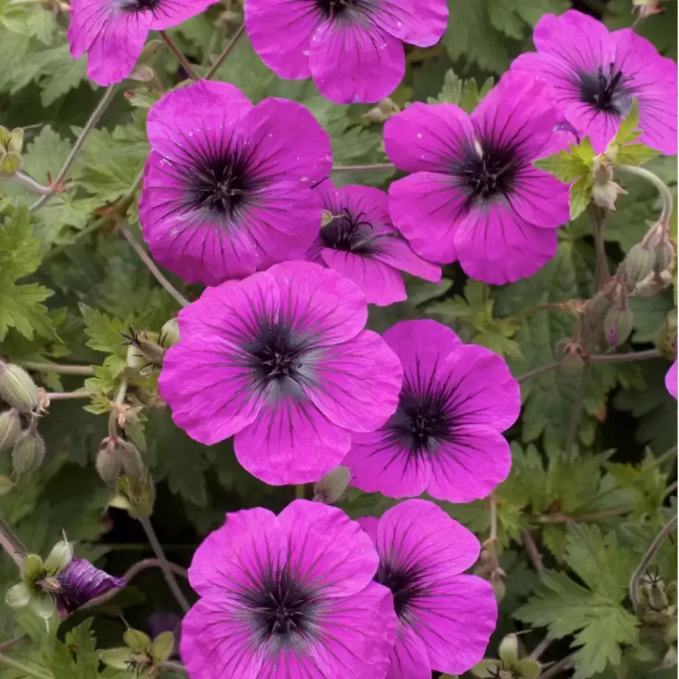 Geranium 'Dragon Heart' 2L - Cowell's Garden Centre | Woolsington