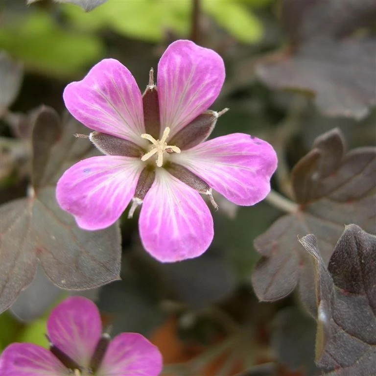 Geranium 'Dusky Crug' - Cowell's Garden Centre | Woolsington