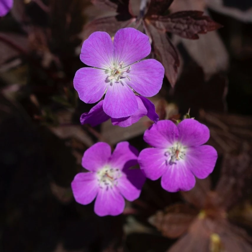 Geranium maculatum 'Stormy Night' 2L - Cowell's Garden Centre | Woolsington