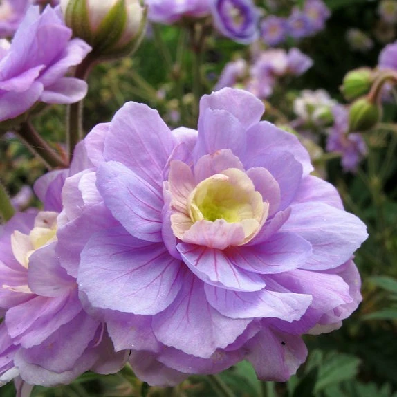 Geranium pratense 'Summer Skies' - Cowell's Garden Centre | Woolsington