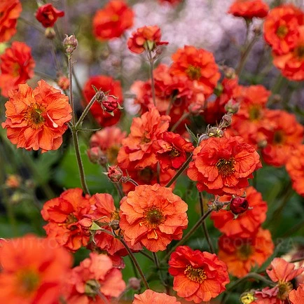 Geum 'Grande Rosso' - Cowell's Garden Centre | Woolsington