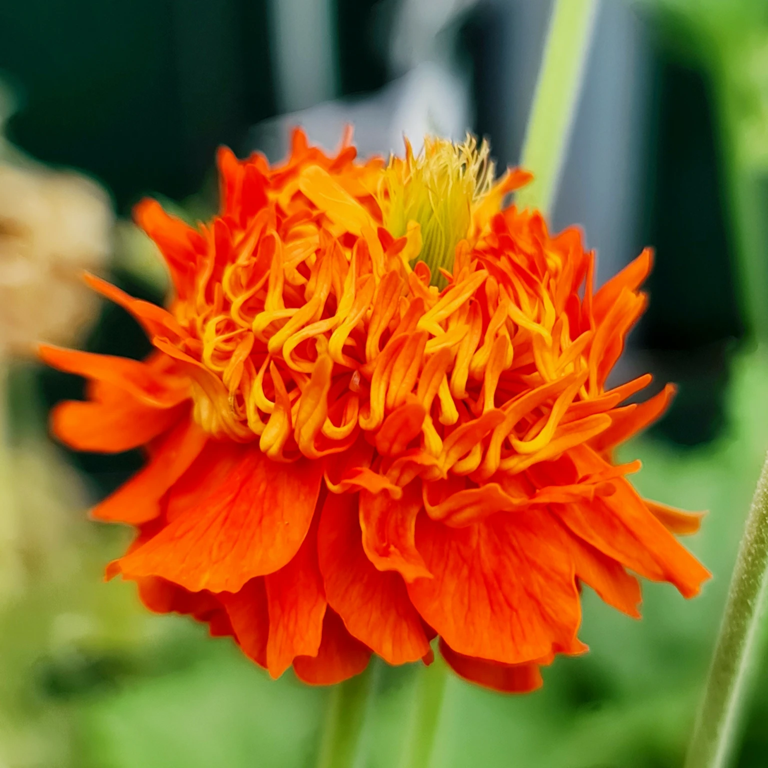 Geum 'Orange Pumpkin' - Cowell's Garden Centre | Woolsington