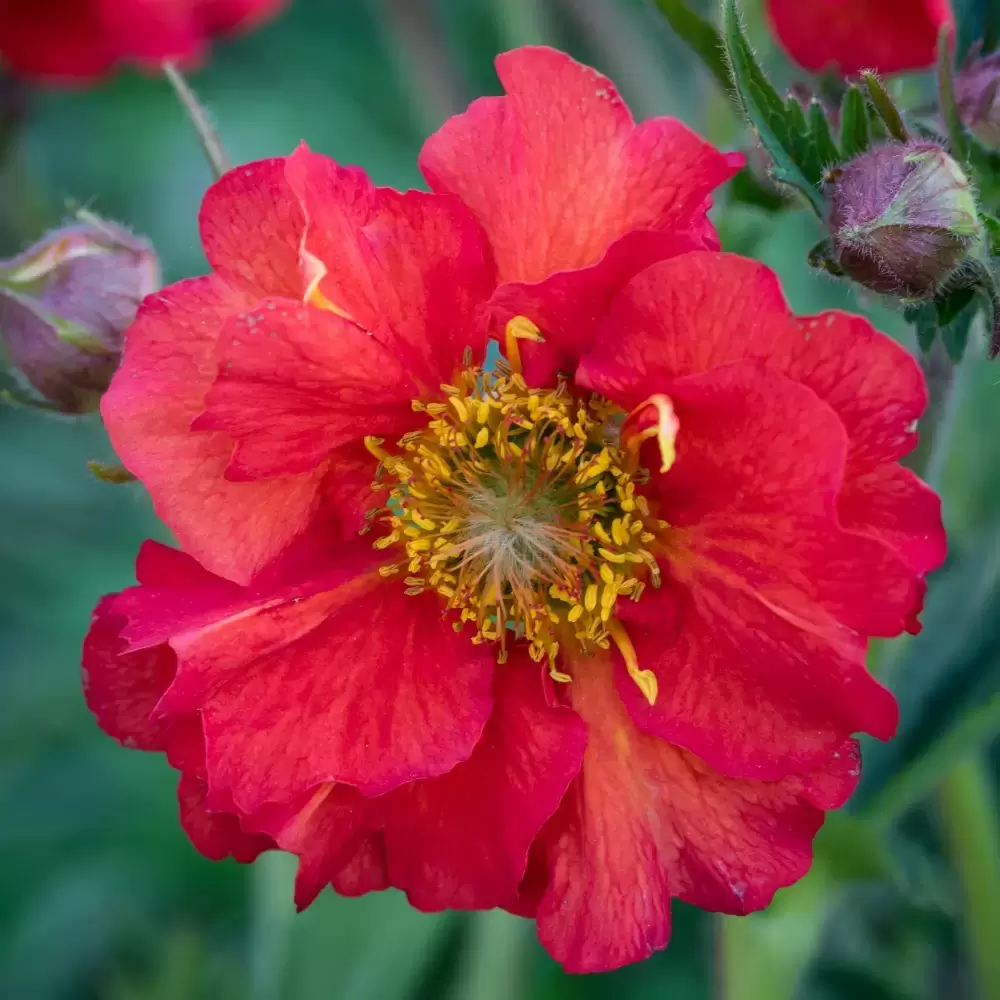 Geum 'Scarlet Tempest' 3L - Cowell's Garden Centre | Woolsington