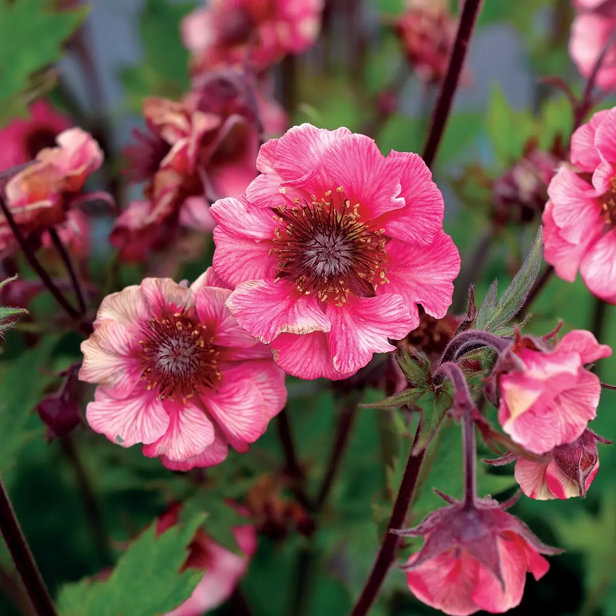 Geum x hybrida 'Tempo Rose' 3L - Cowell's Garden Centre | Woolsington