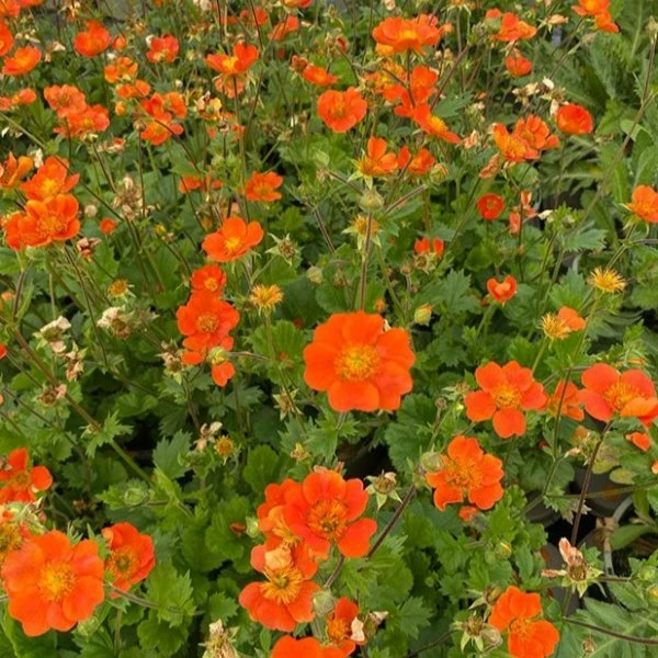 Geum x hybrida ‘Tosai Orange’ - Cowell's Garden Centre | Woolsington