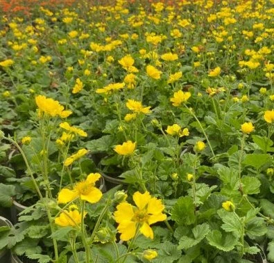 Geum x hybrida 'Tosai Yellow' - Cowell's Garden Centre | Woolsington