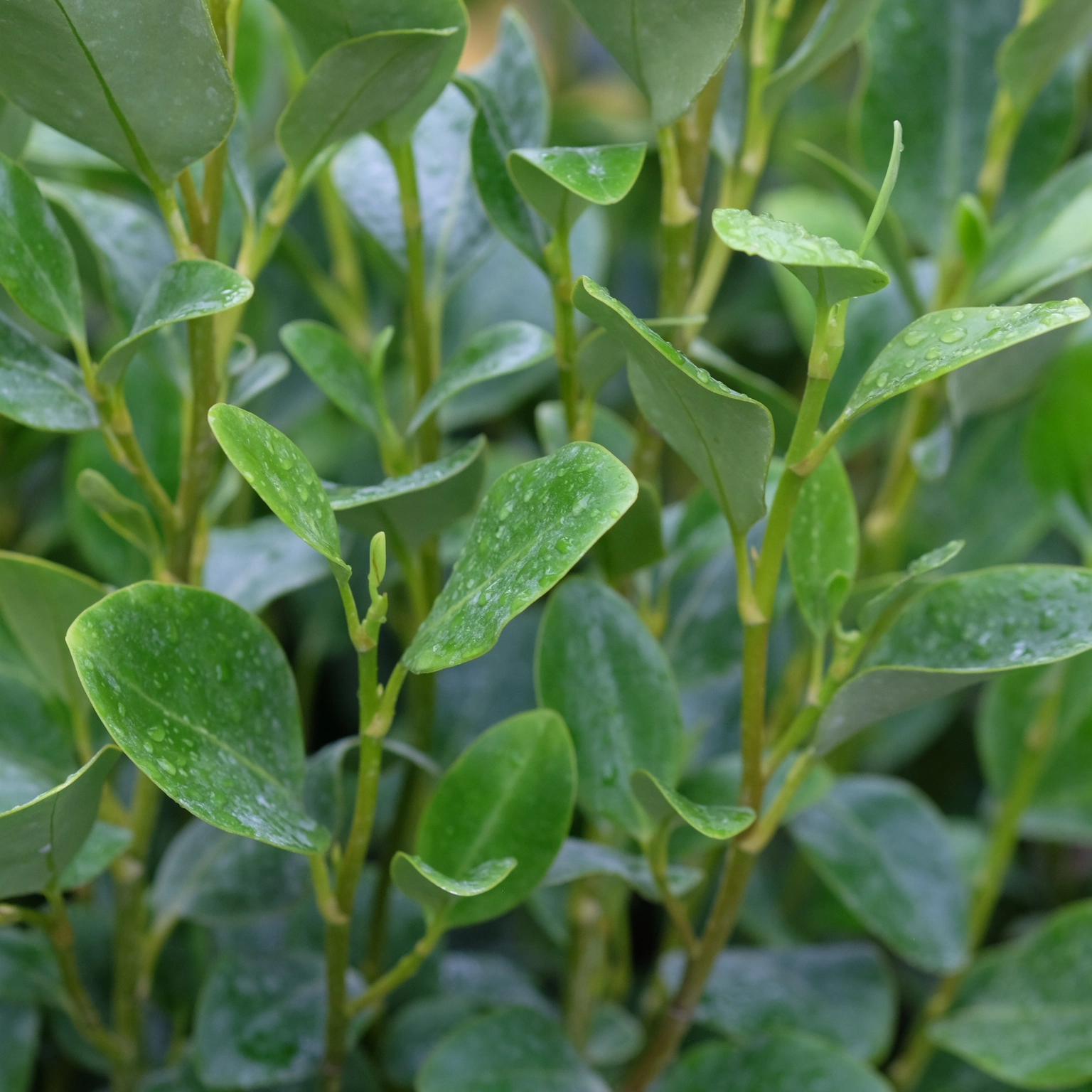 Griselinia Littoralis 2L Cowell s Garden Centre Woolsington Griselinia Littoralis 2L Cowell s Garden Centre Woolsington