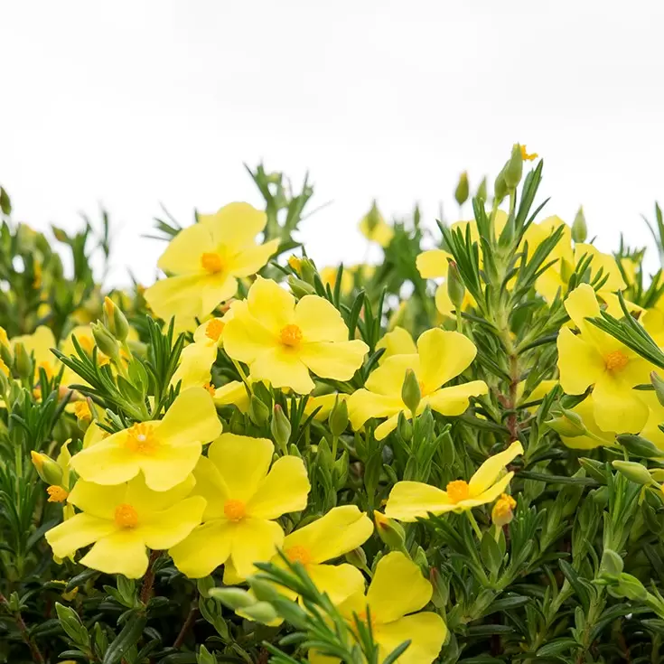 Halimium 'April Sun' - Cowell's Garden Centre | Woolsington