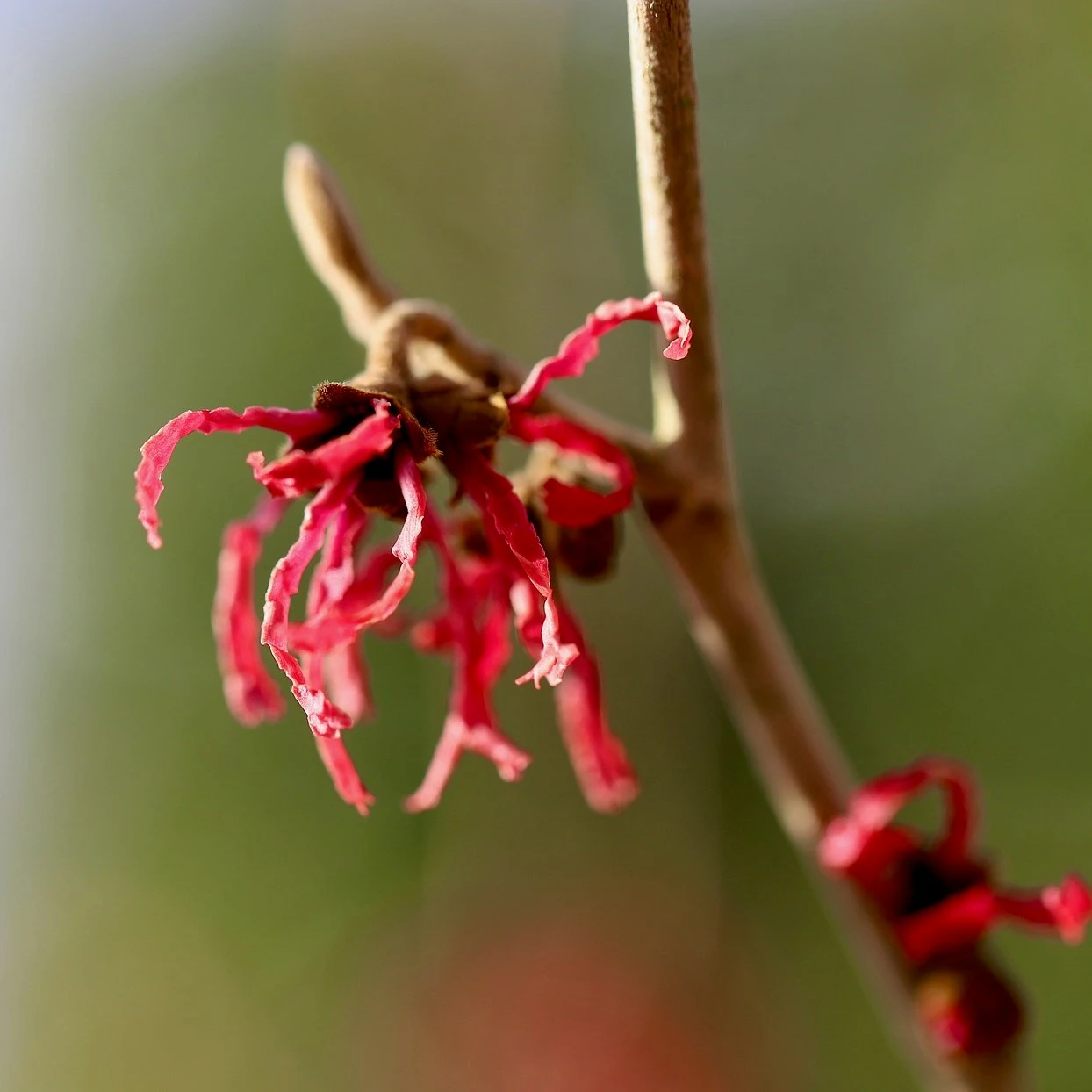 Hamamelis x intermedia 'Rubin' 5L - Cowell's Garden Centre | Woolsington