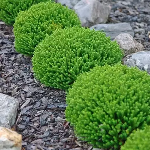 Hebe Green Globe 2L Cowell s Garden Centre Woolsington Hebe Green Globe 2L Cowell s Garden Centre Woolsington